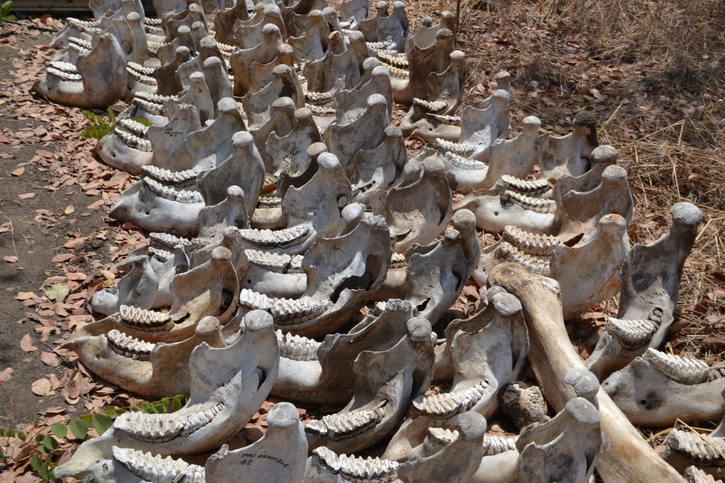 Ivory poaching in Mozambique - Oxpeckers
