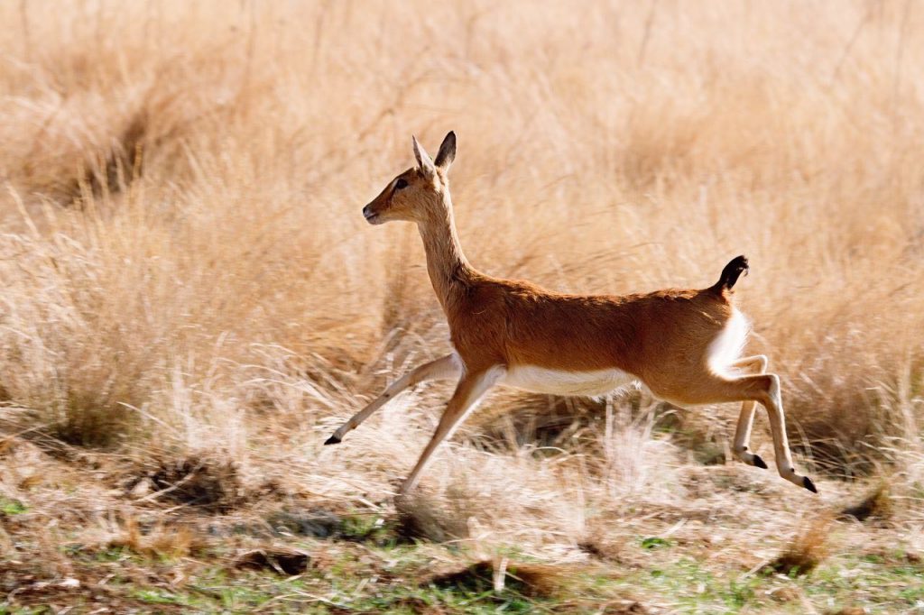 Breeding discontent over rare buck - Oxpeckers