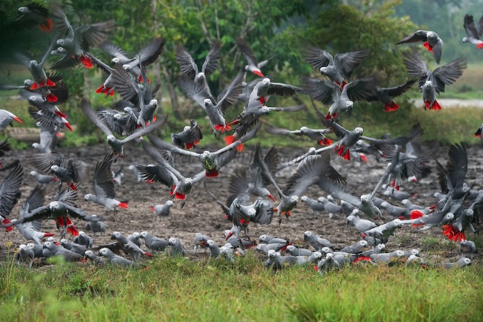 Grey area: The illicit parrot trade and SA’s captive-breeding industry ...