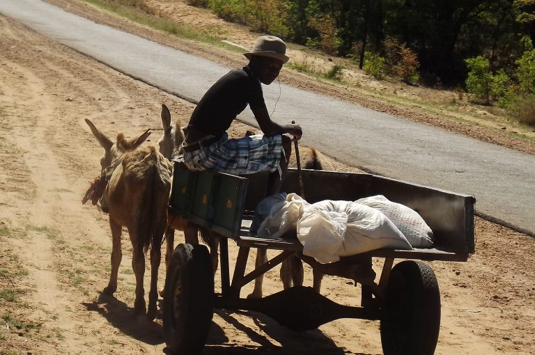 Border bandits turn to donkey smuggling - Oxpeckers