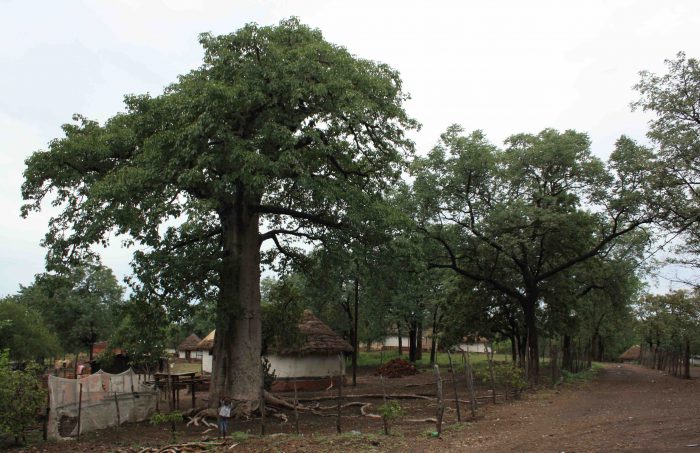 Why Africa’s ‘trees of life’ are dying - Oxpeckers