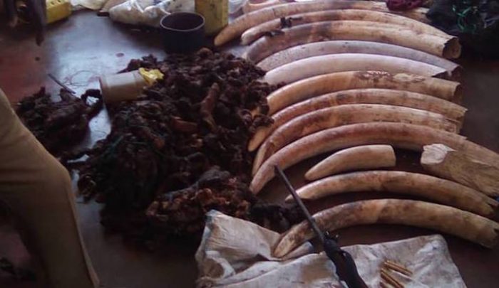 Confessions of an ivory poacher - Oxpeckers