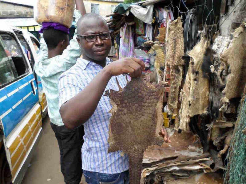 Curbing consumption of pangolins - Oxpeckers