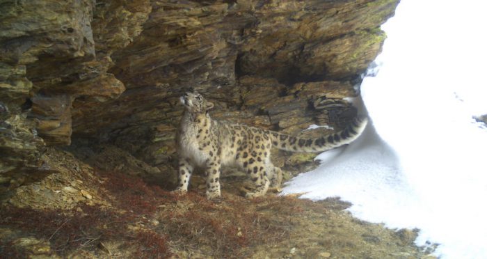 Tracking the ‘mountain ghosts’ of the Himalayas - Oxpeckers