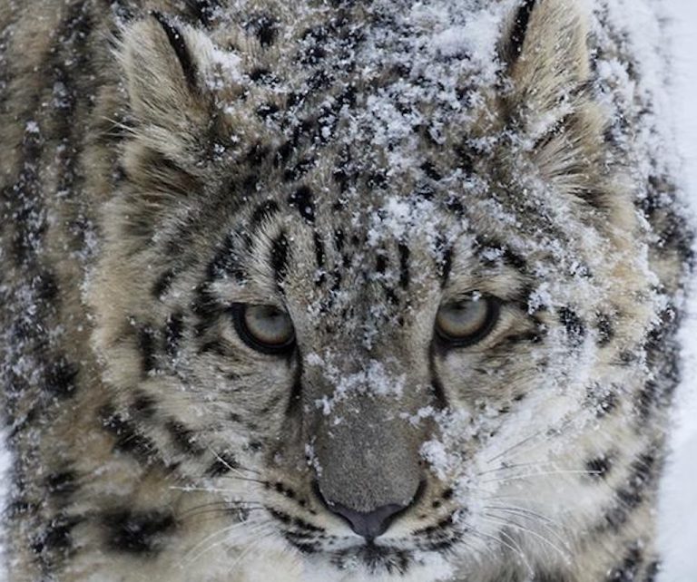 Emerging threats to China’s snow leopard population - Oxpeckers