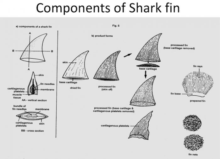 Inside India’s illegal shark-fin trade - Oxpeckers