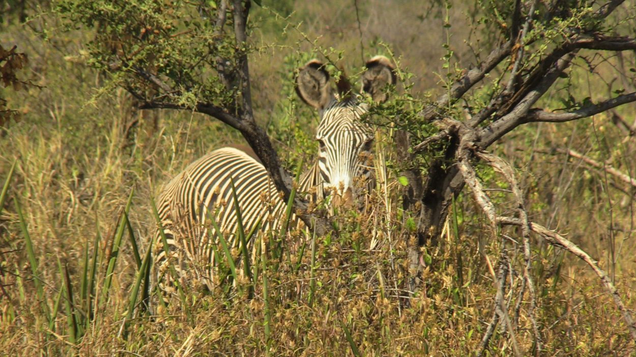 Drought increases poaching of endangered zebras in Kenya - Oxpeckers
